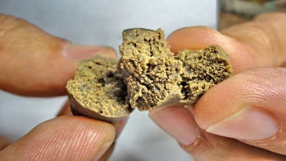 News of medicinal or recreational cannabis and hemp